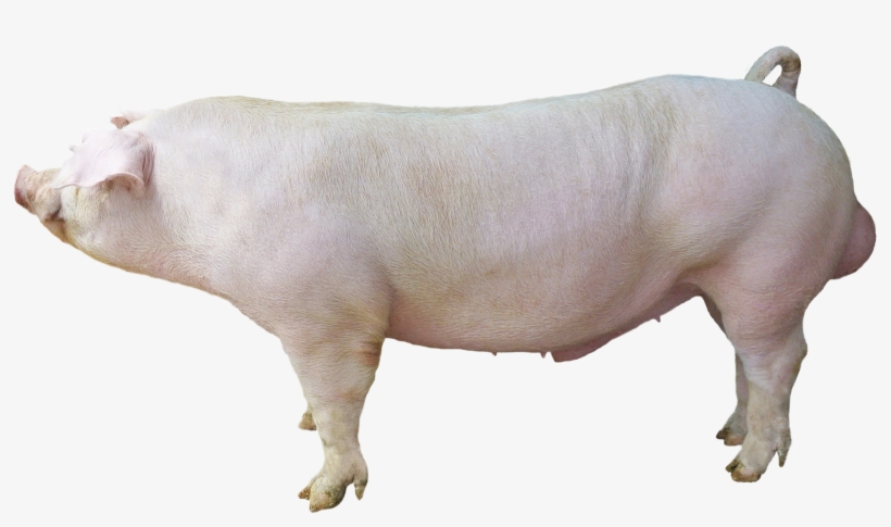 Waldo White Duroc Wwd-155 - Large White Duroc Pig - Free Transparent ...