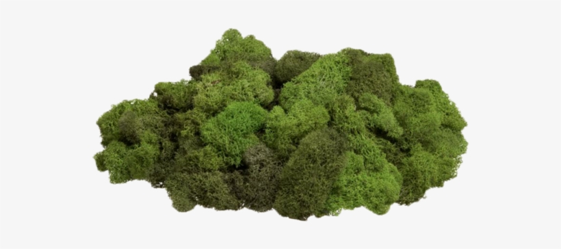 Rock Covered In Moss Png Picture Free Library - Transparent Moss Png ...