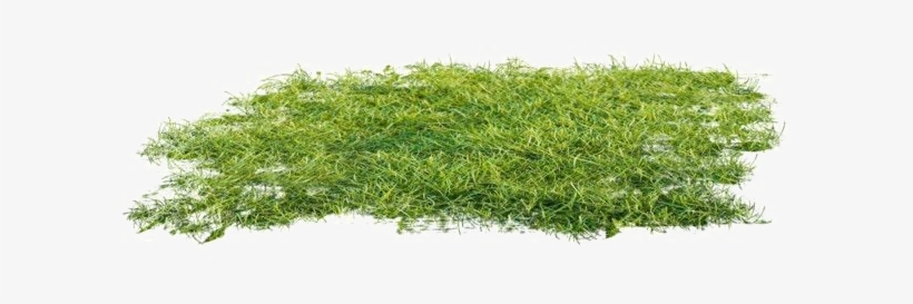 Ground Png Clipart - Moss - Free Transparent PNG Download - PNGkey