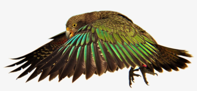 [http - //i - Imgur - Com/lkpnyvw ] - Kea Parrot New Zealand National ...