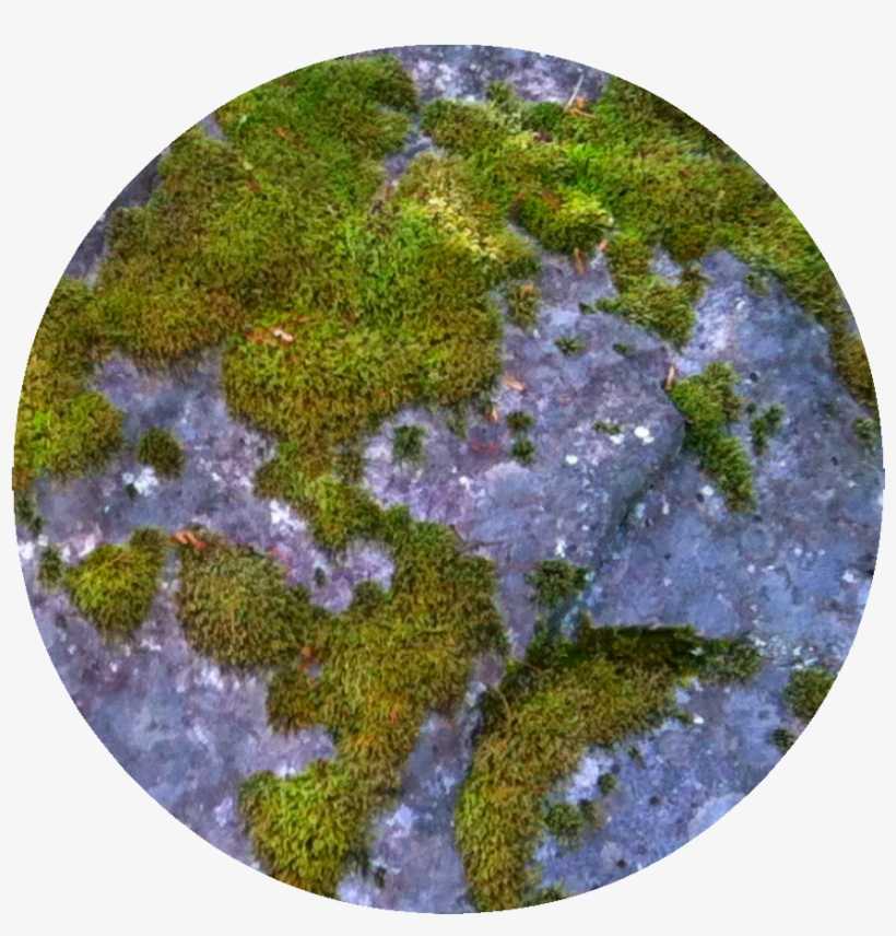 Moss - Free Transparent PNG Download - PNGkey
