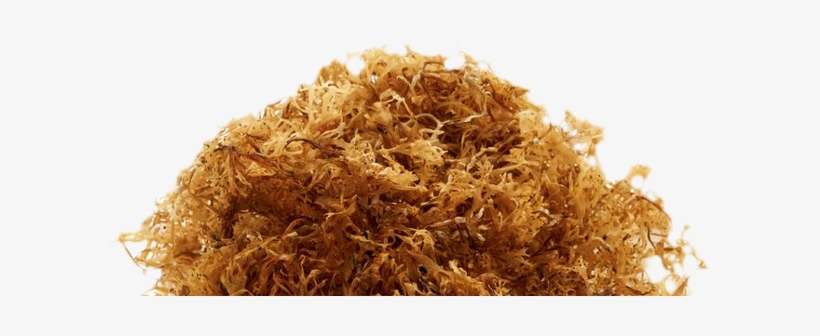Virgin Earth Juice Sea Moss - Irish Mush - Free Transparent PNG ...