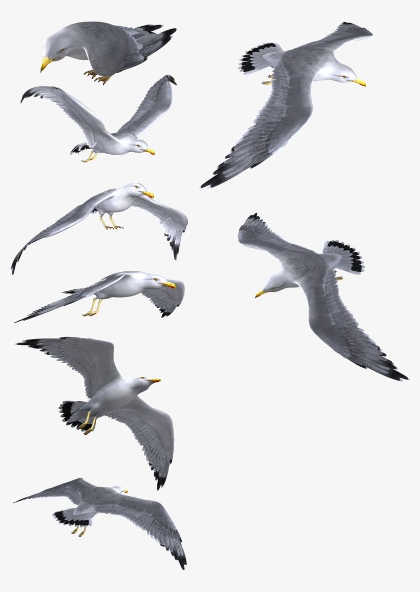 Flying Seagull Png - Common Gull - Free Transparent PNG Download - PNGkey
