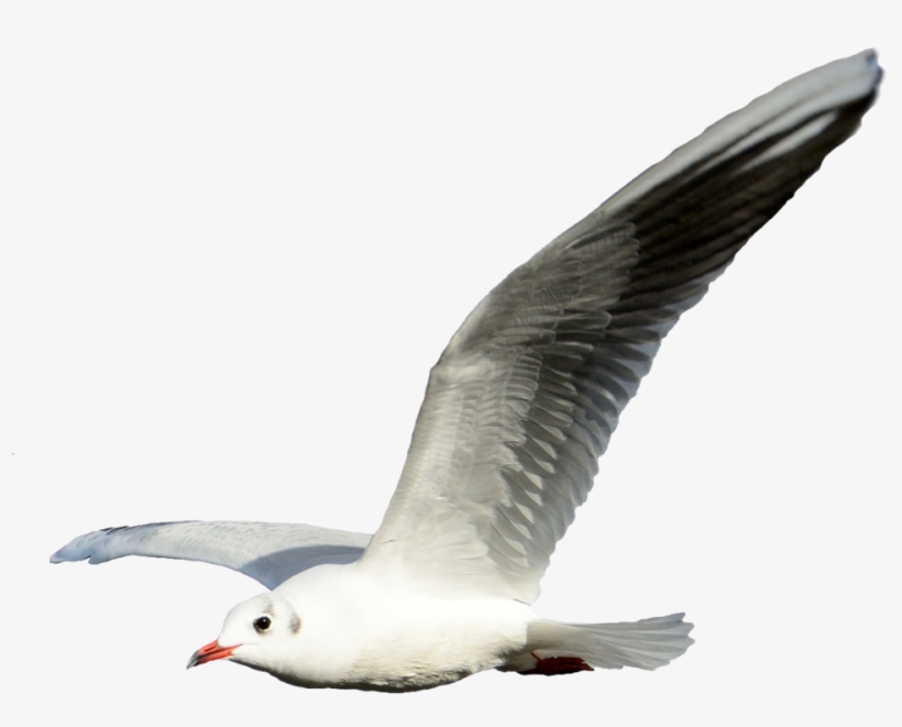 Seagull Transparent Png - Seagull Flying No Background - Free ...