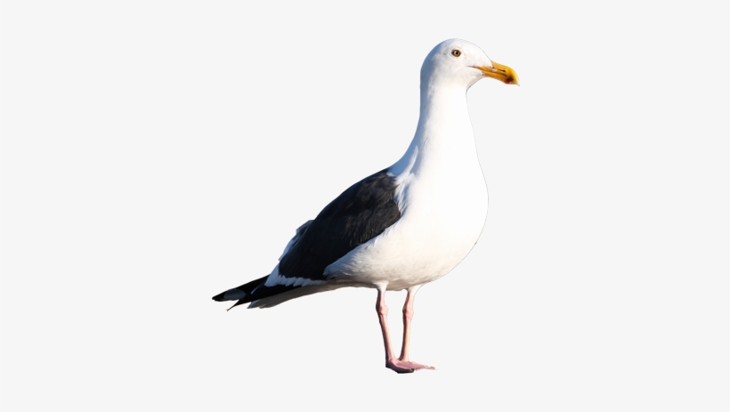 Gull Png - California Gull No Background - Free Transparent PNG Download - PNGkey
