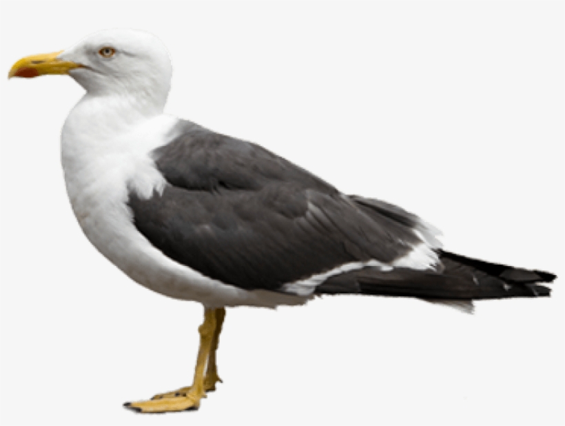 Free Png Gull Png Images Transparent - Gulls With Transparent ...