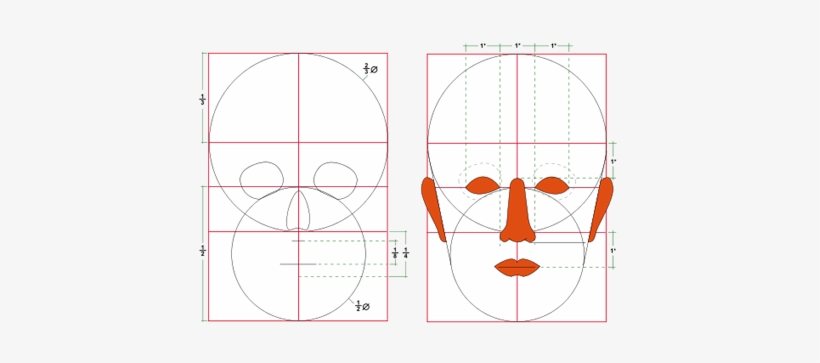 Head Proportions - Head Proportion Svg - Free Transparent PNG Download ...