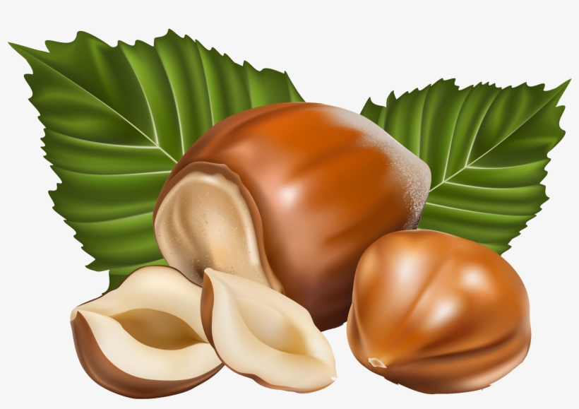 Nuts Vector - Free Transparent PNG Download - PNGkey