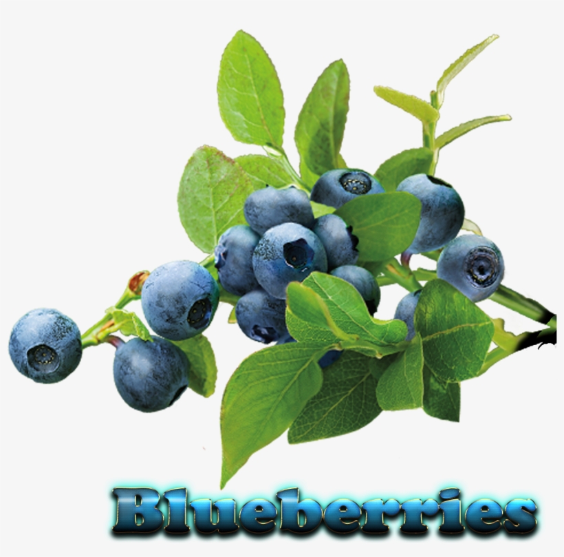 Blueberry Plant Png - Free Transparent PNG Download - PNGkey