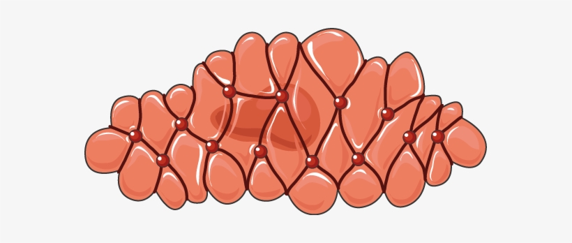 Muscle - Smooth Muscle Clipart - Free Transparent PNG Download - PNGkey