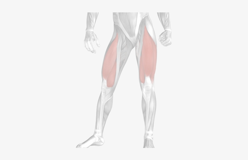 Muscles-quadriceps - Illustration - Free Transparent PNG Download - PNGkey