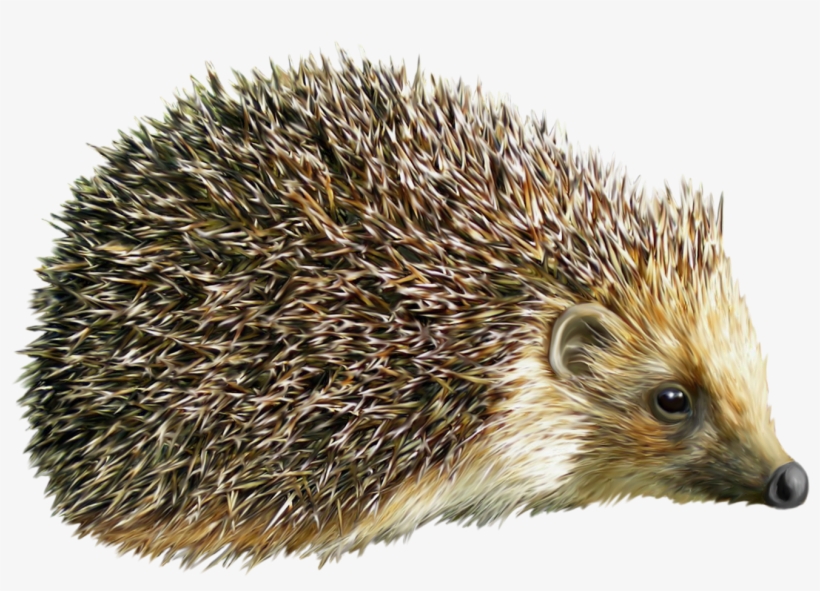 Hedgehog Png - Free Transparent PNG Download - PNGkey