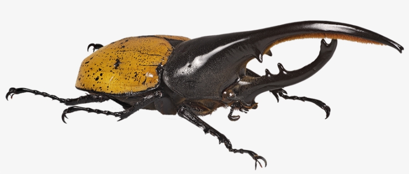 Beetle Transparent Hercules Clipart Library - Impressive Insects - Free ...