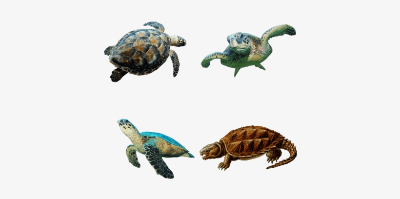 Sea Turtle No Background - Free Transparent PNG Download - PNGkey