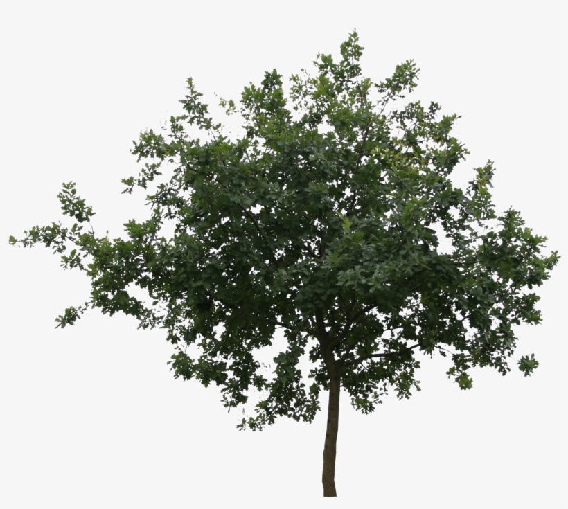 Cut - Free Transparent PNG Download - PNGkey