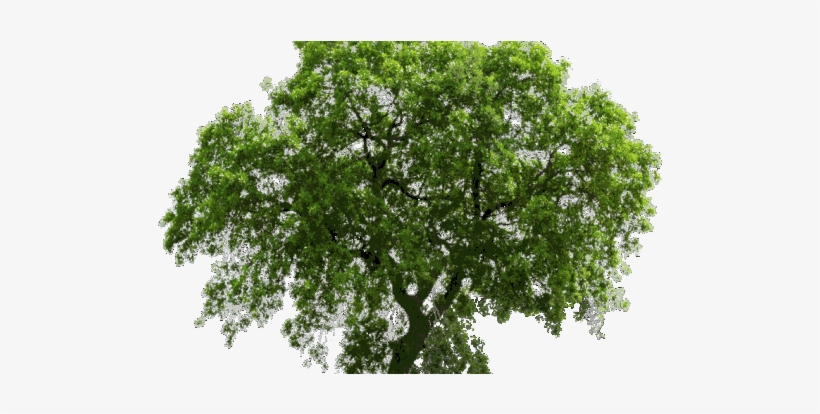 Arbre Png - Free Transparent PNG Download - PNGkey