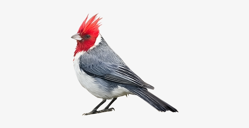 Red-crested Cardinal - Kardinális Pinty - Free Transparent PNG Download ...