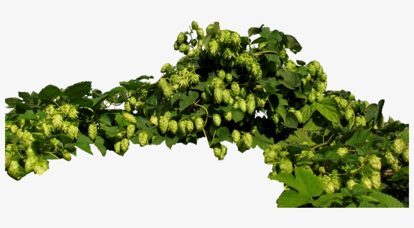 Transparent Hops - Free Transparent PNG Download - PNGkey