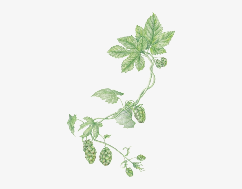 Hops - Transparent Hops - Free Transparent PNG Download - PNGkey