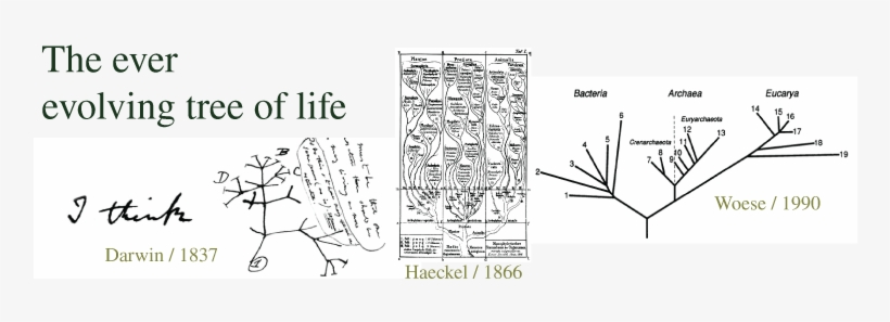 , Haeckel (1866), And Woese (1990)) - Darwin Tree Of Life - Free ...