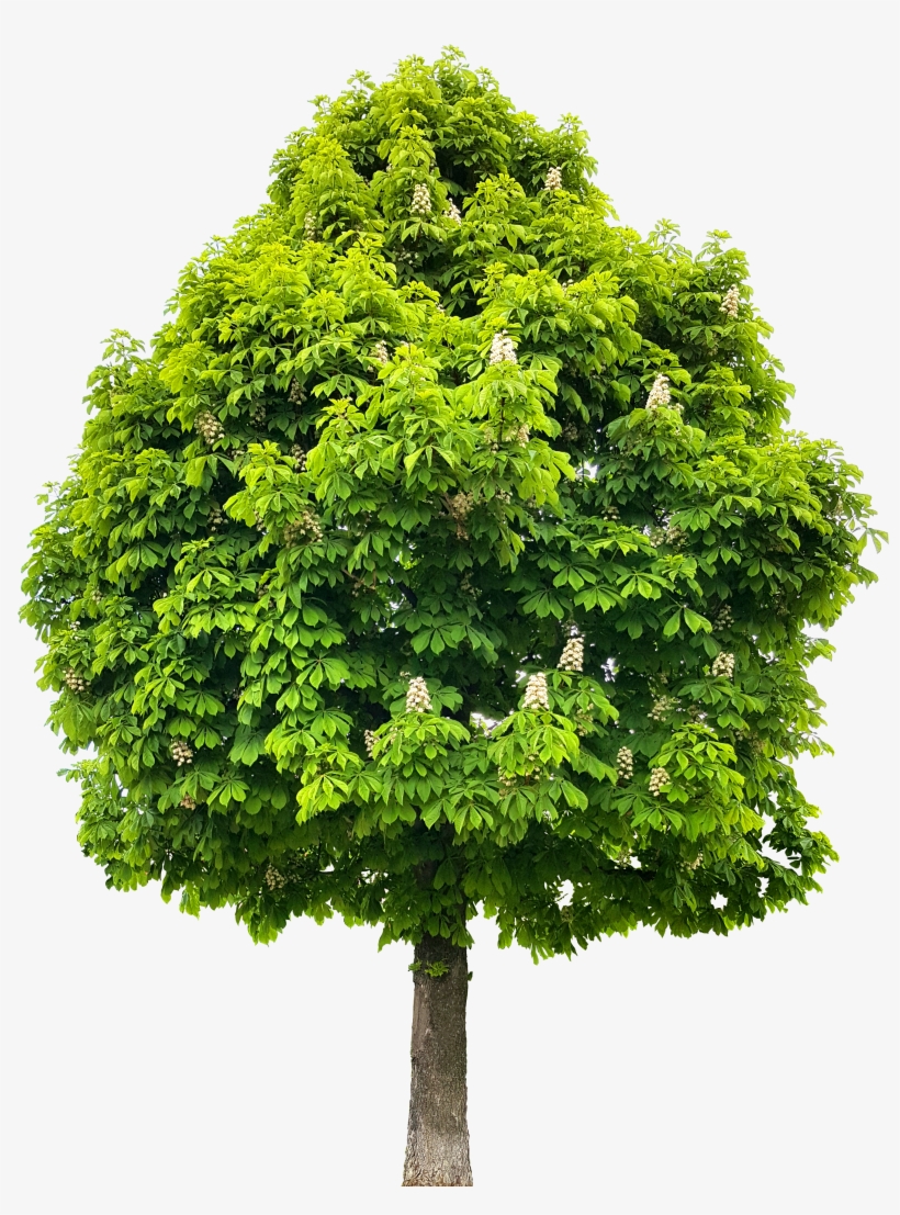 Horse Chestnut Tree - Free Transparent PNG Download - PNGkey