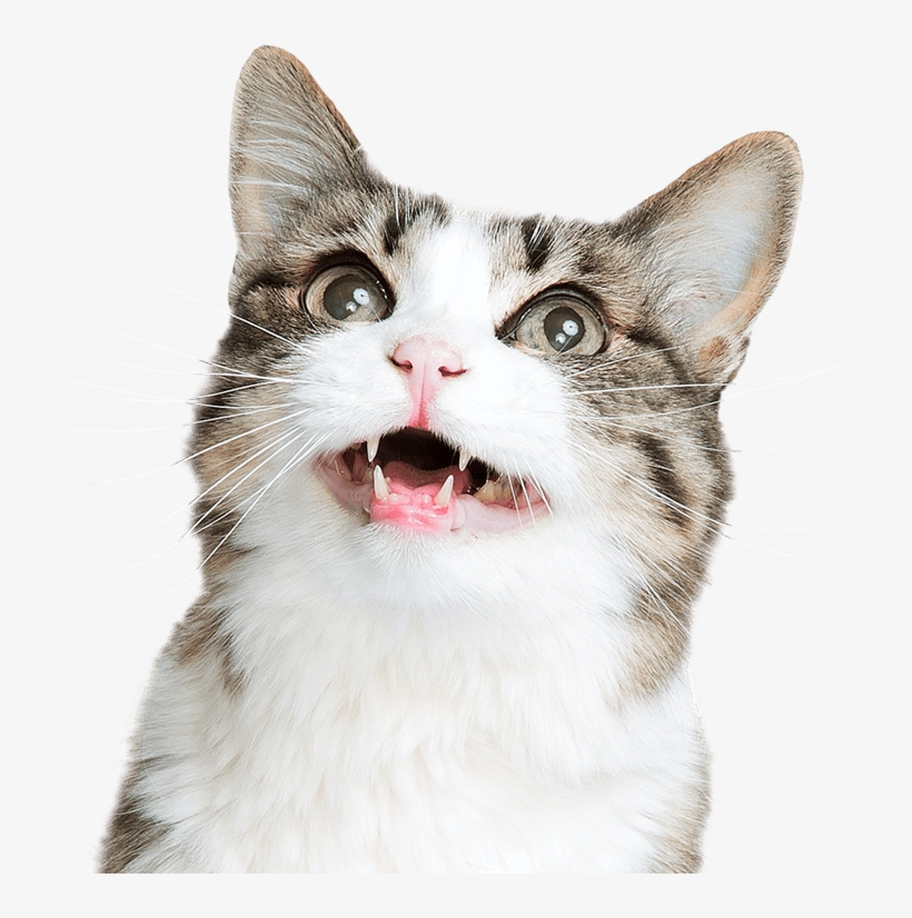 Transparent Cat - Free Transparent PNG Download - PNGkey