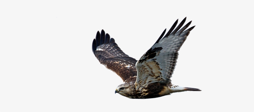 Hawk, Flight, Raptor, Bird Of Prey - Hawk Transparent - Free ...
