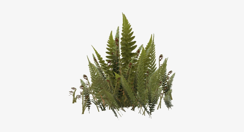 Swordferns - Ostrich Fern - Free Transparent PNG Download - PNGkey