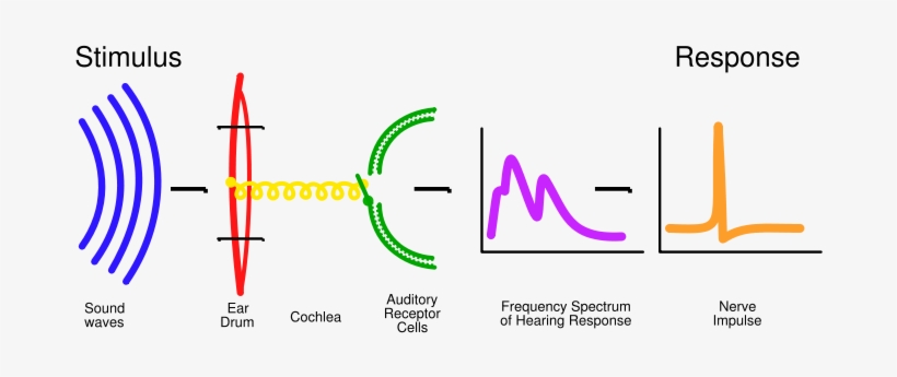 Processing Of Sound - Sound And Hearing Waves - Free Transparent PNG ...