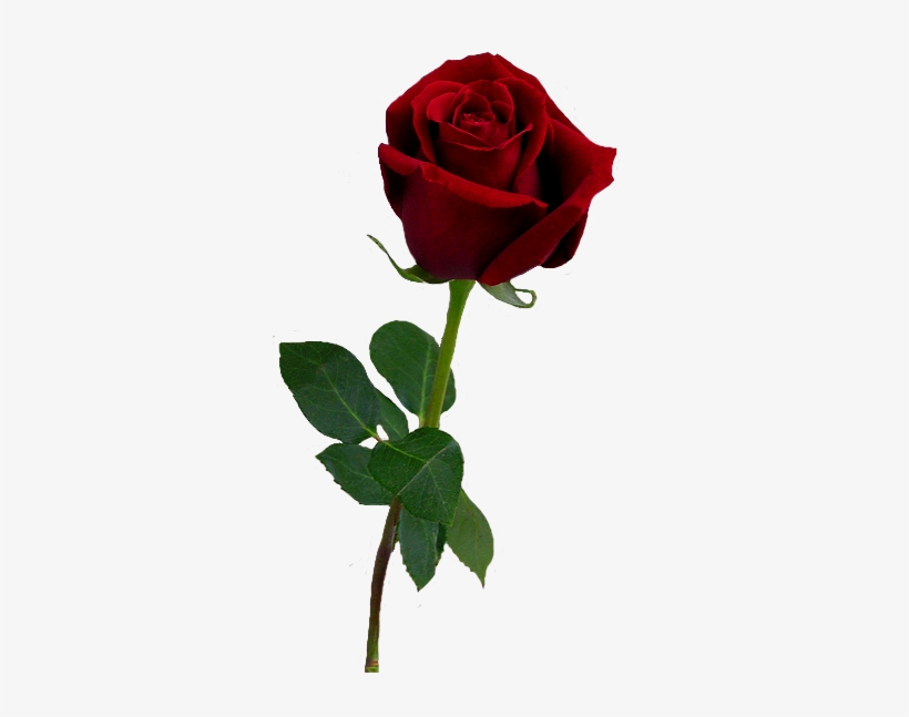 Stemrose3 330 X - Png Rose Rouge - Free Transparent PNG Download - PNGkey