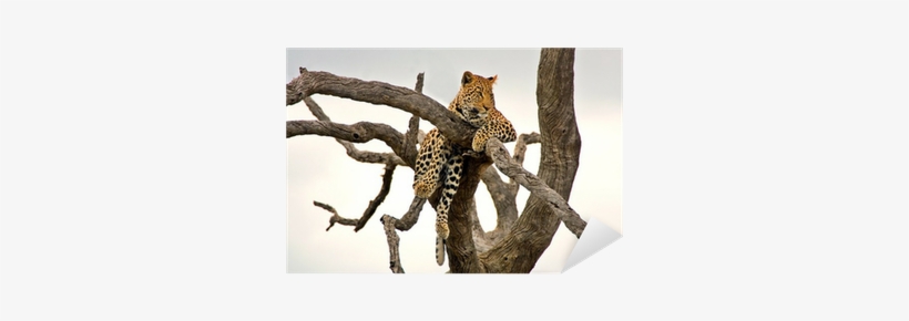 Resting On The Dead Tree Pixerstick For All Surfaces - Leadership E ...