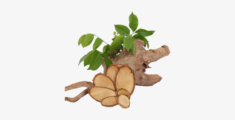 Red Tongkat Ali Png Copy - Tongkat Ali - Free Transparent PNG Download ...