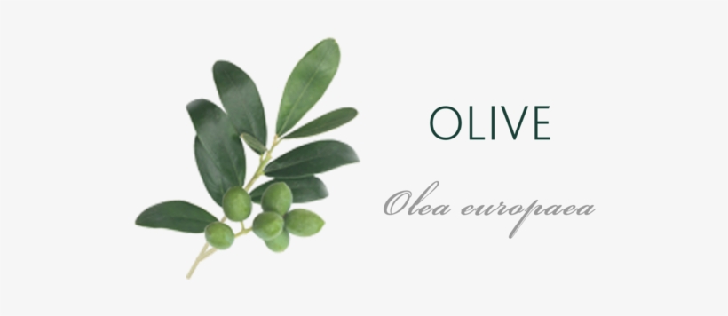 Olive Tree Meaning - Free Transparent PNG Download - PNGkey