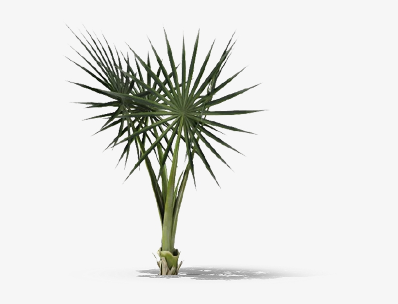 Product Item - Potted Fern - Free Transparent PNG Download - PNGkey