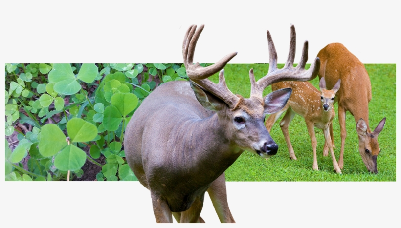 Food Plot And Whitetail Habitat Specialists - Food Plot - Free ...