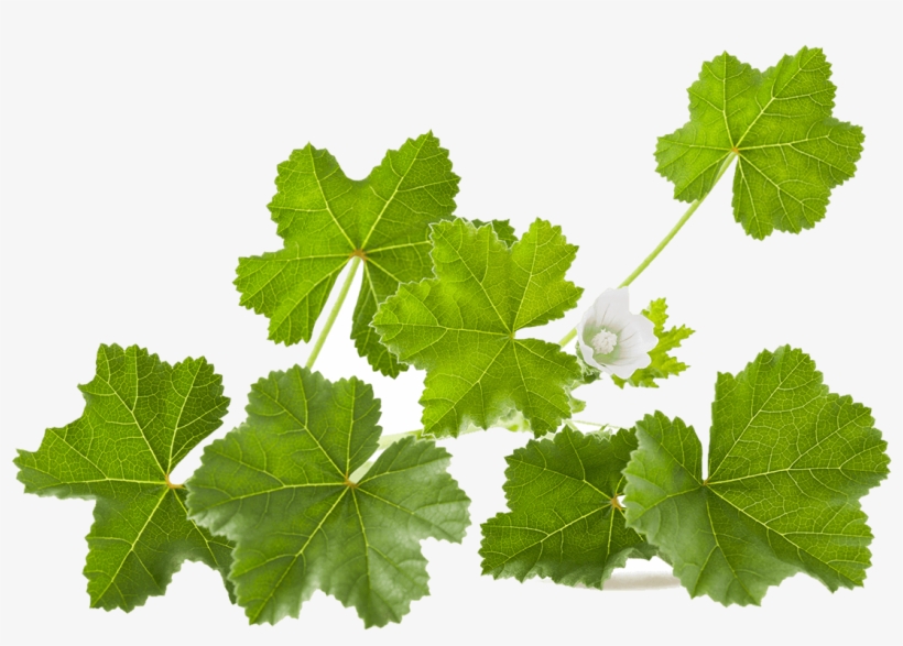 Mallow Leaves - Mallow Leaf Png - Free Transparent PNG Download - PNGkey