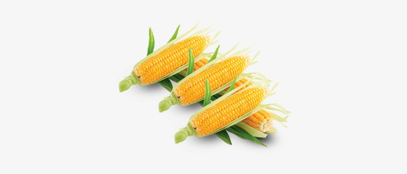 Maize - Free Transparent PNG Download - PNGkey