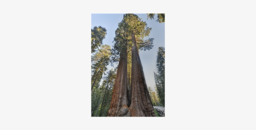 Sequoia National Park - Free Transparent PNG Download - PNGkey