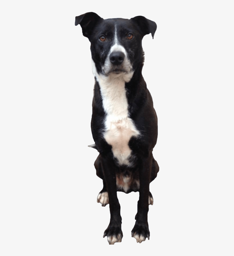 Dog Sitting Transparent Background - Free Transparent PNG Download - PNGkey