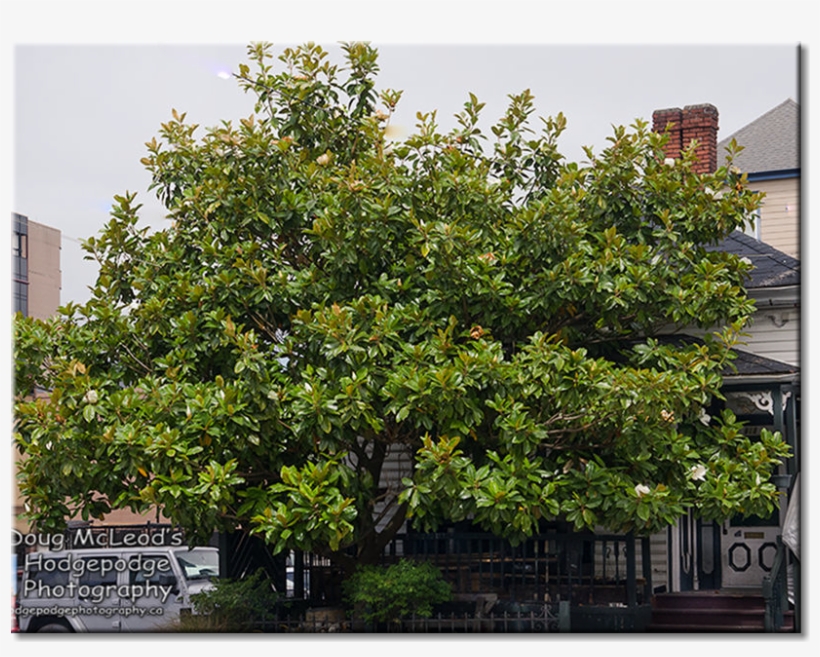 Victoria Variety Grandiflora Magnolia Tree - Free Transparent PNG ...