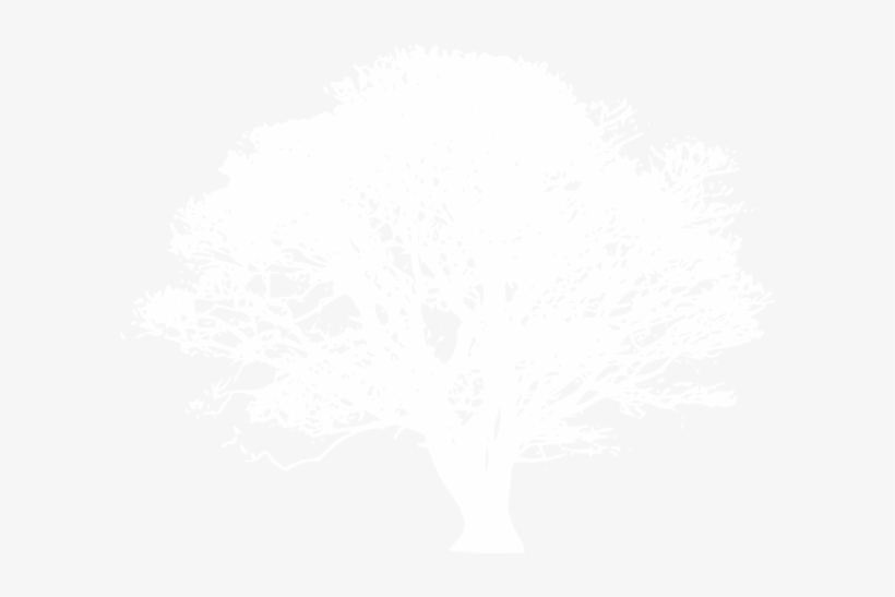 Clip Art White Tree - Free Transparent PNG Download - PNGkey