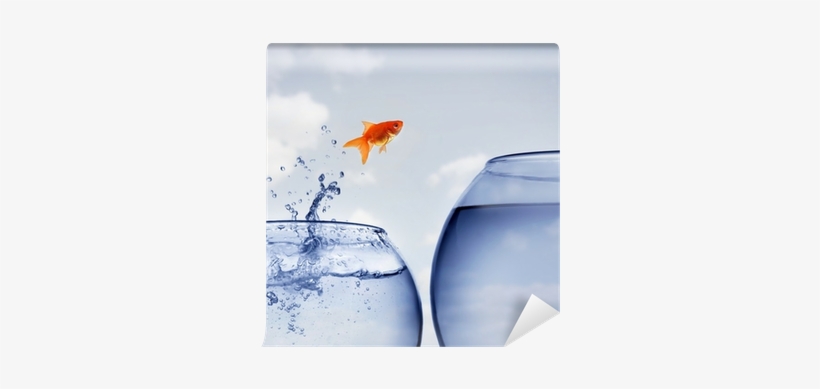 Goldfish Jumping Out Of The Water Wall Mural • Pixers® - University ...