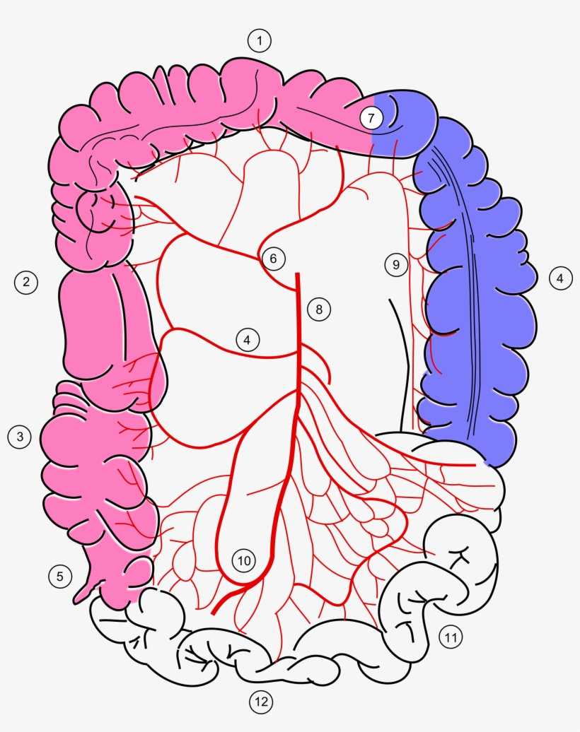 Open - Colon Blood Supply - Free Transparent PNG Download - PNGkey