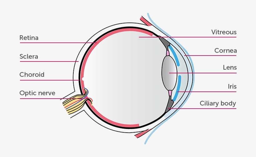 Parts Of The Eye - Circle - Free Transparent PNG Download - PNGkey