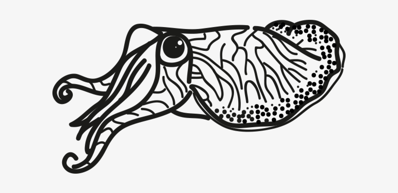 Cuttlefish - Cuttlefishes - Free Transparent PNG Download - PNGkey