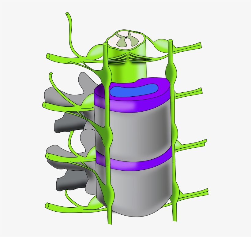 Ch13 Vertebral Column - Vertebral Column - Free Transparent PNG ...
