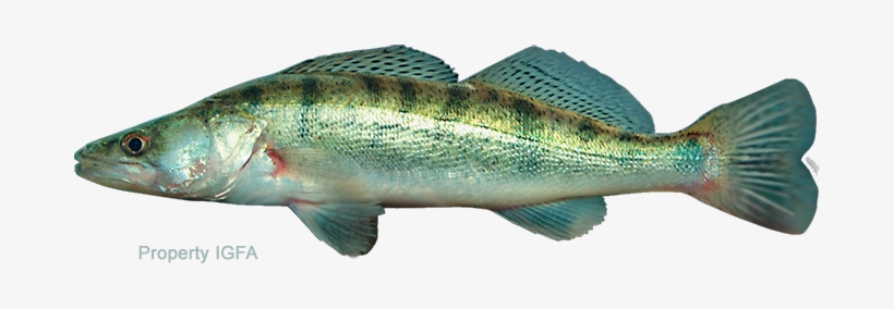 Zander - Zander Fish Transparent - Free Transparent PNG Download - PNGkey
