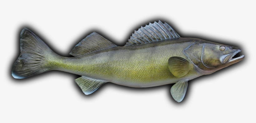 28" Walleye Fish Mount Replica - Perch - Free Transparent PNG Download ...