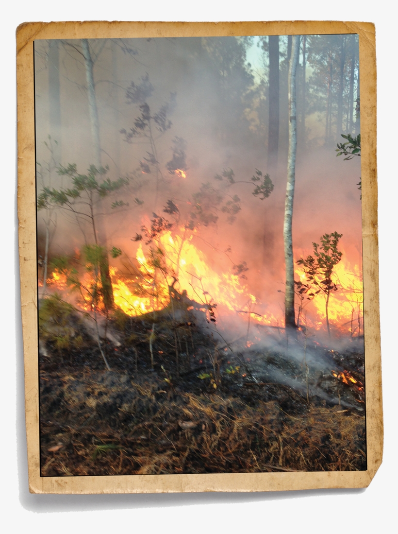 1 - Wildfire - Free Transparent PNG Download - PNGkey
