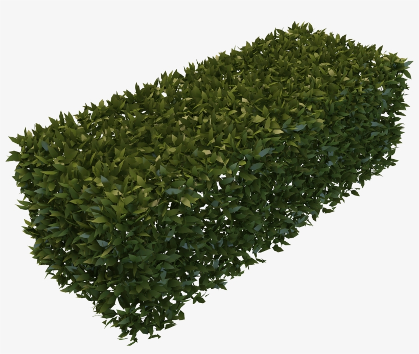 Background Transparent Hedges Free - Hedge Transparent Background ...